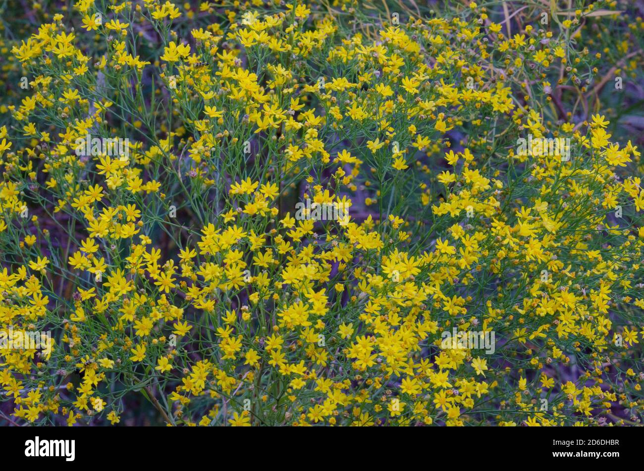 Prairie Broomweed, Amphiachyris dracunculoides Stock Photo - Alamy