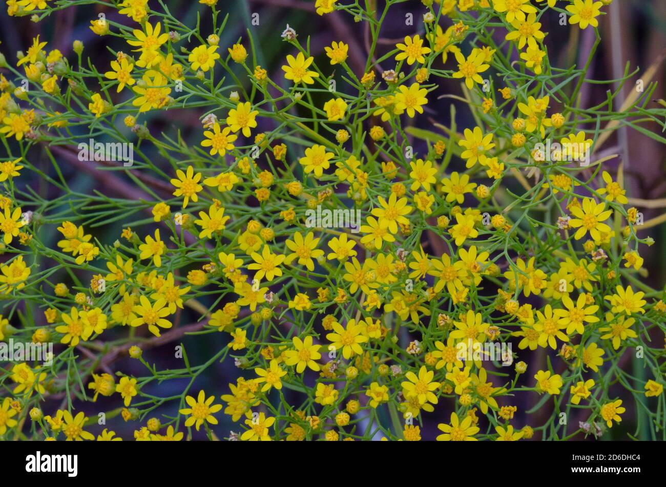 Prairie Broomweed, Amphiachyris dracunculoides Stock Photo - Alamy