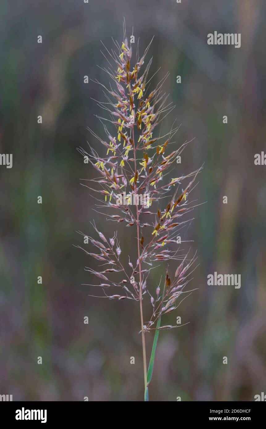 Indian Grass New York