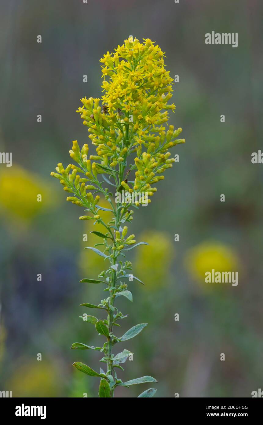 Solidago Erecta