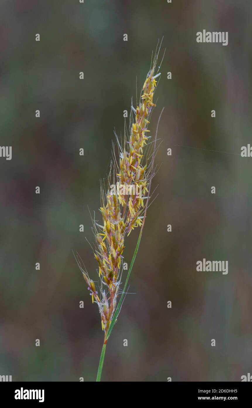 Indiangrass, Sorghastrum nutans Stock Photo - Alamy