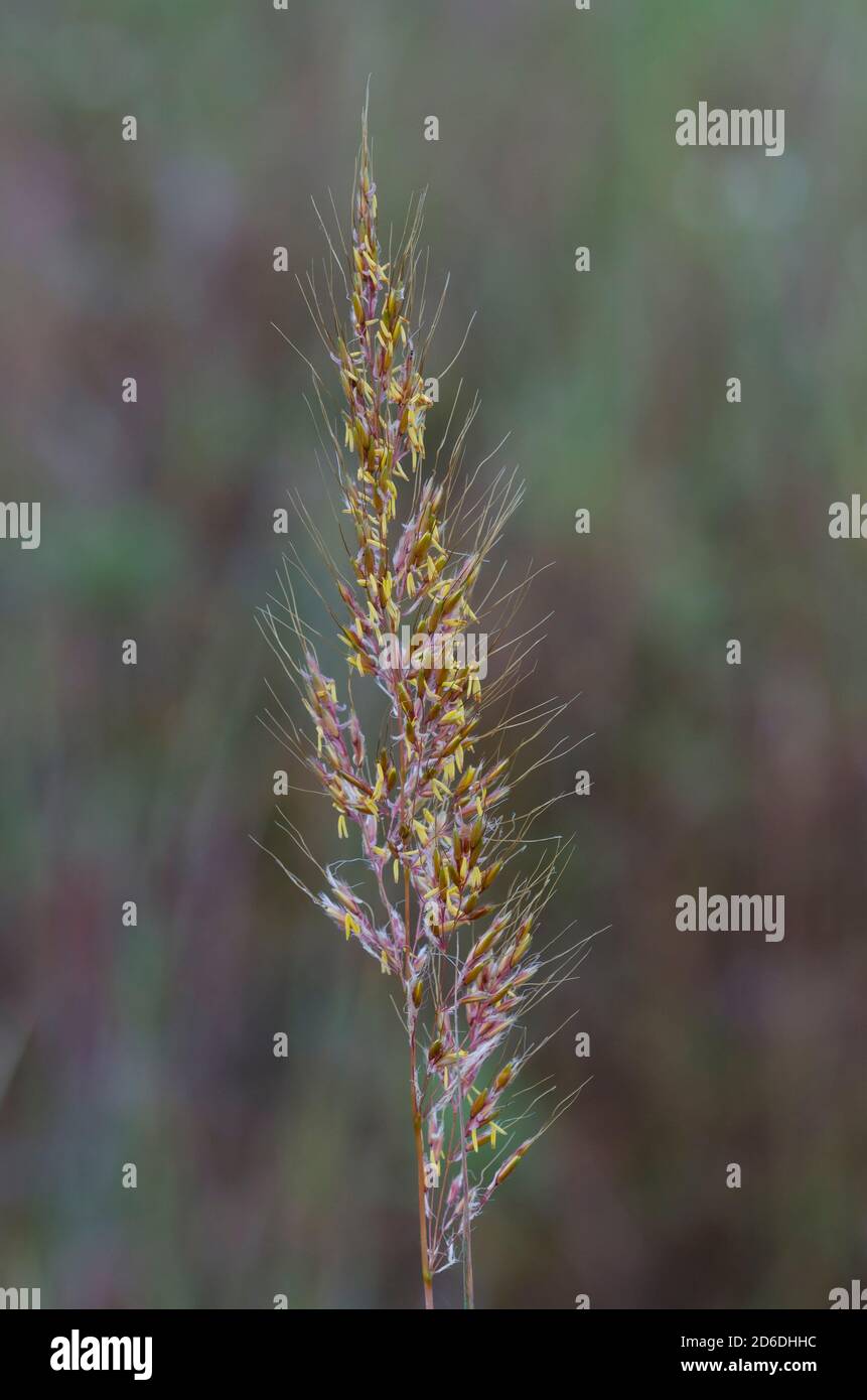 Indiangrass, Sorghastrum nutans Stock Photo - Alamy