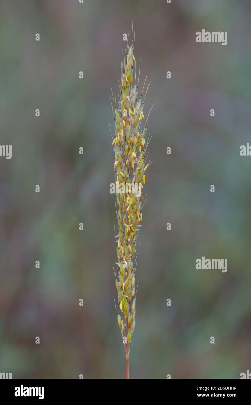 Indiangrass, Sorghastrum nutans Stock Photo - Alamy