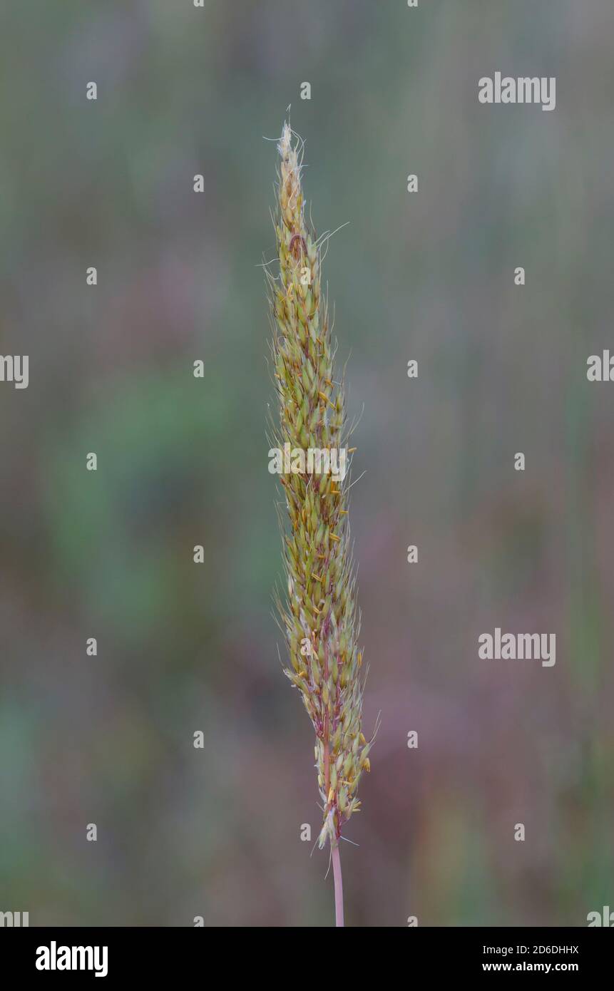 Indiangrass, Sorghastrum nutans Stock Photo - Alamy