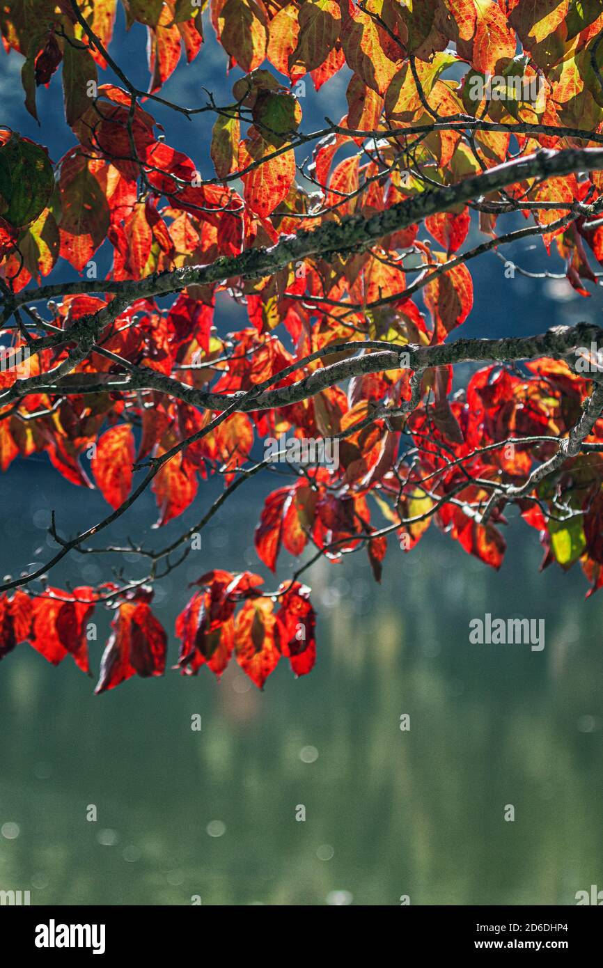 Fall leaves backlit by the sun shine like fire Stock Photo - Alamy