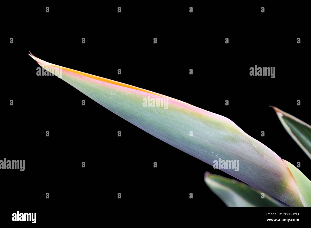 Strelitziacea hi-res stock photography and images - Alamy