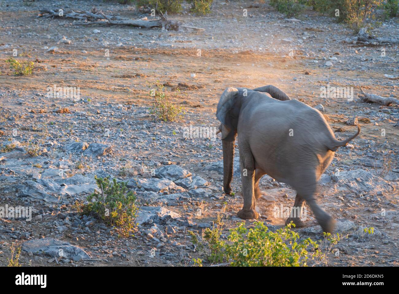 African Elephants Safari Running High Resolution Stock Photography and ...