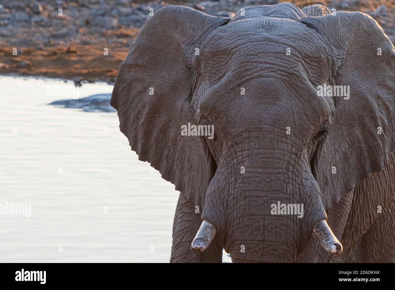 Looking up at elephant hi-res stock photography and images - Alamy
