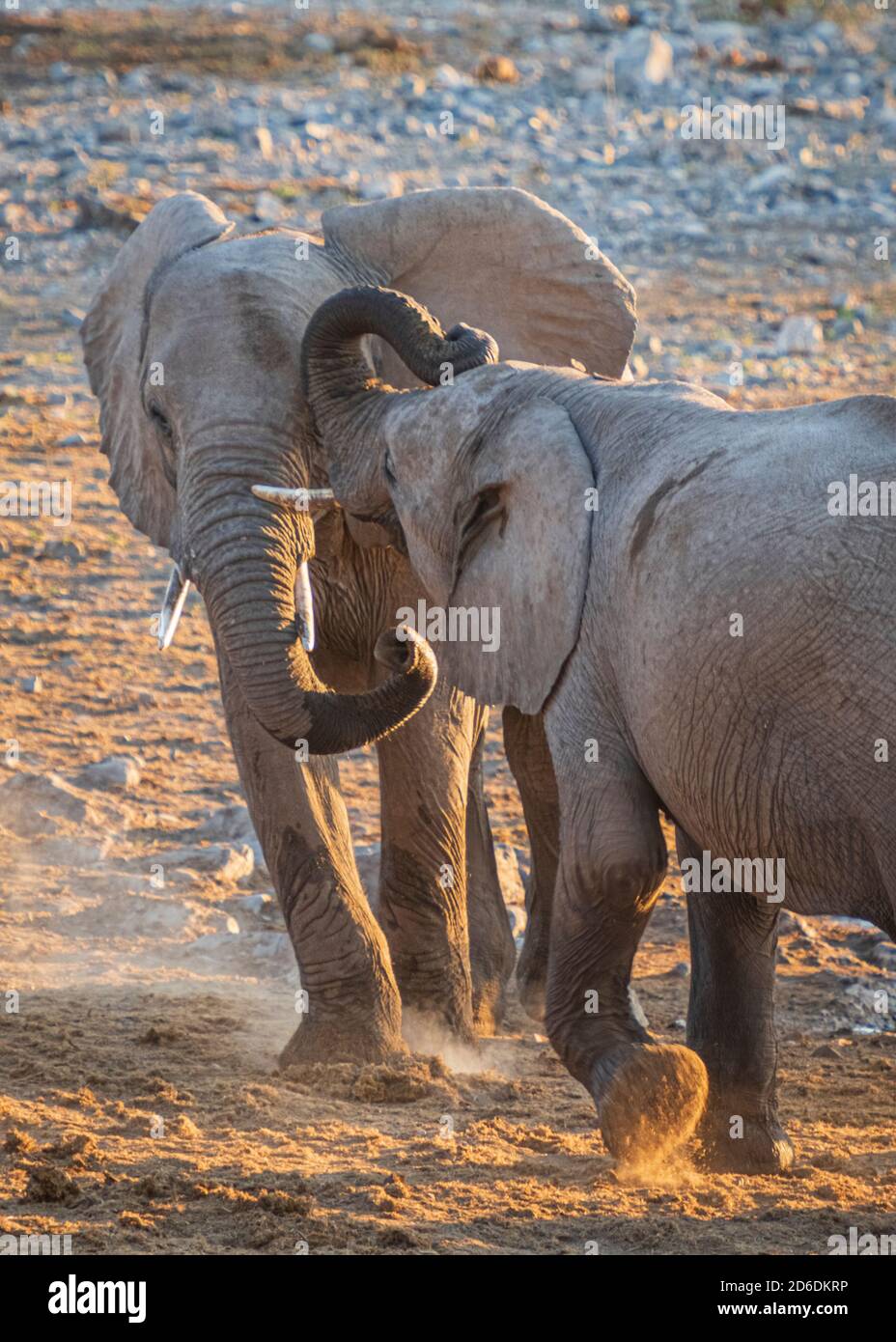 Elephants in Etosha, two young bulls competing Stock Photo - Alamy