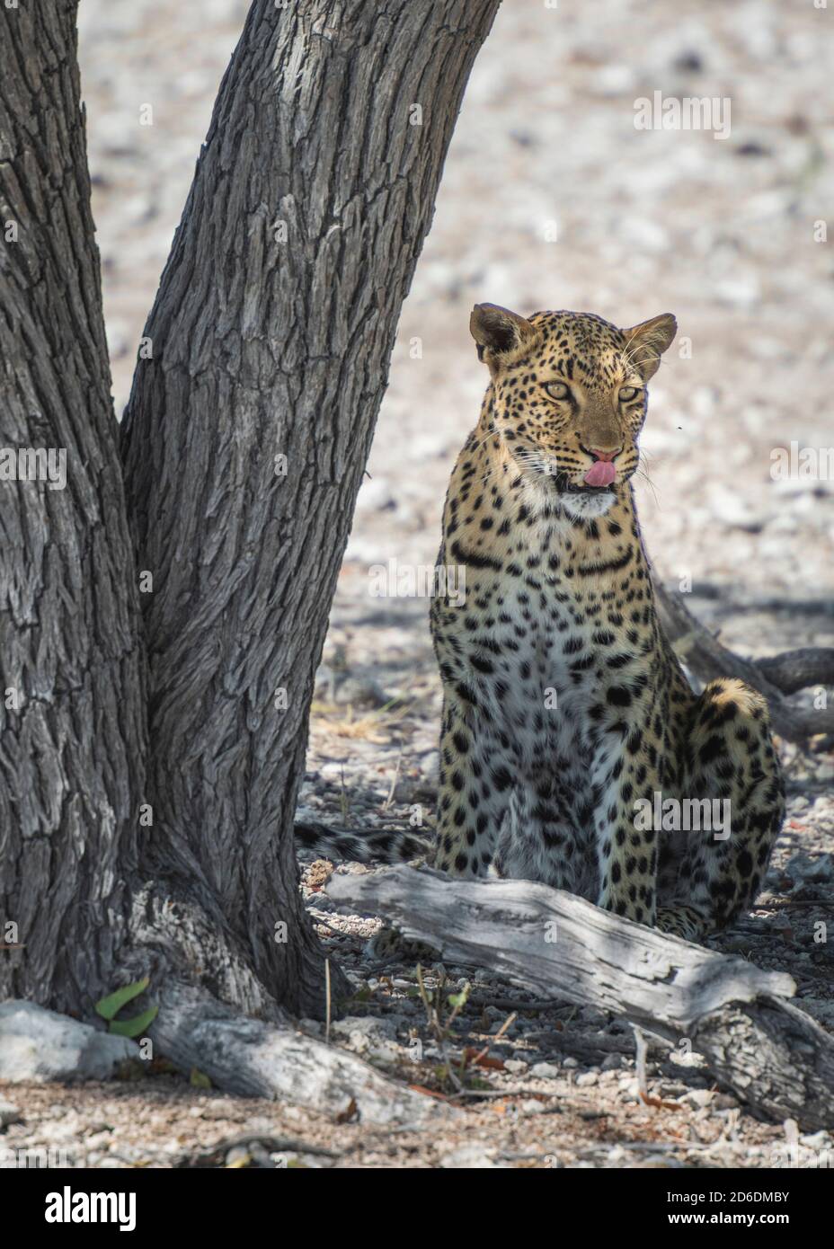 A jeep tour through Namibia, leopard in the Etosha National Park in the ...