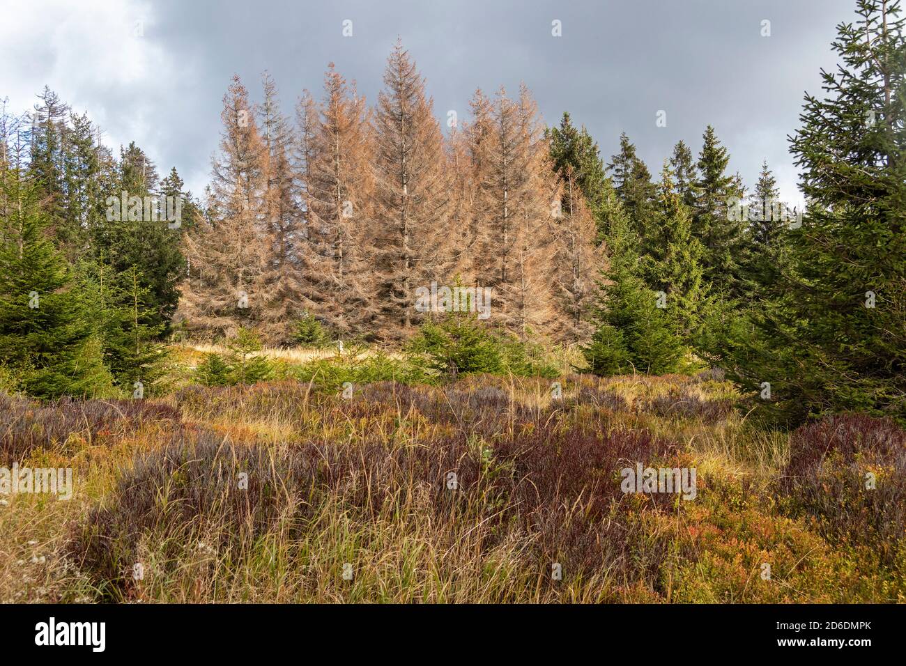 Dead conifers hi-res stock photography and images - Alamy