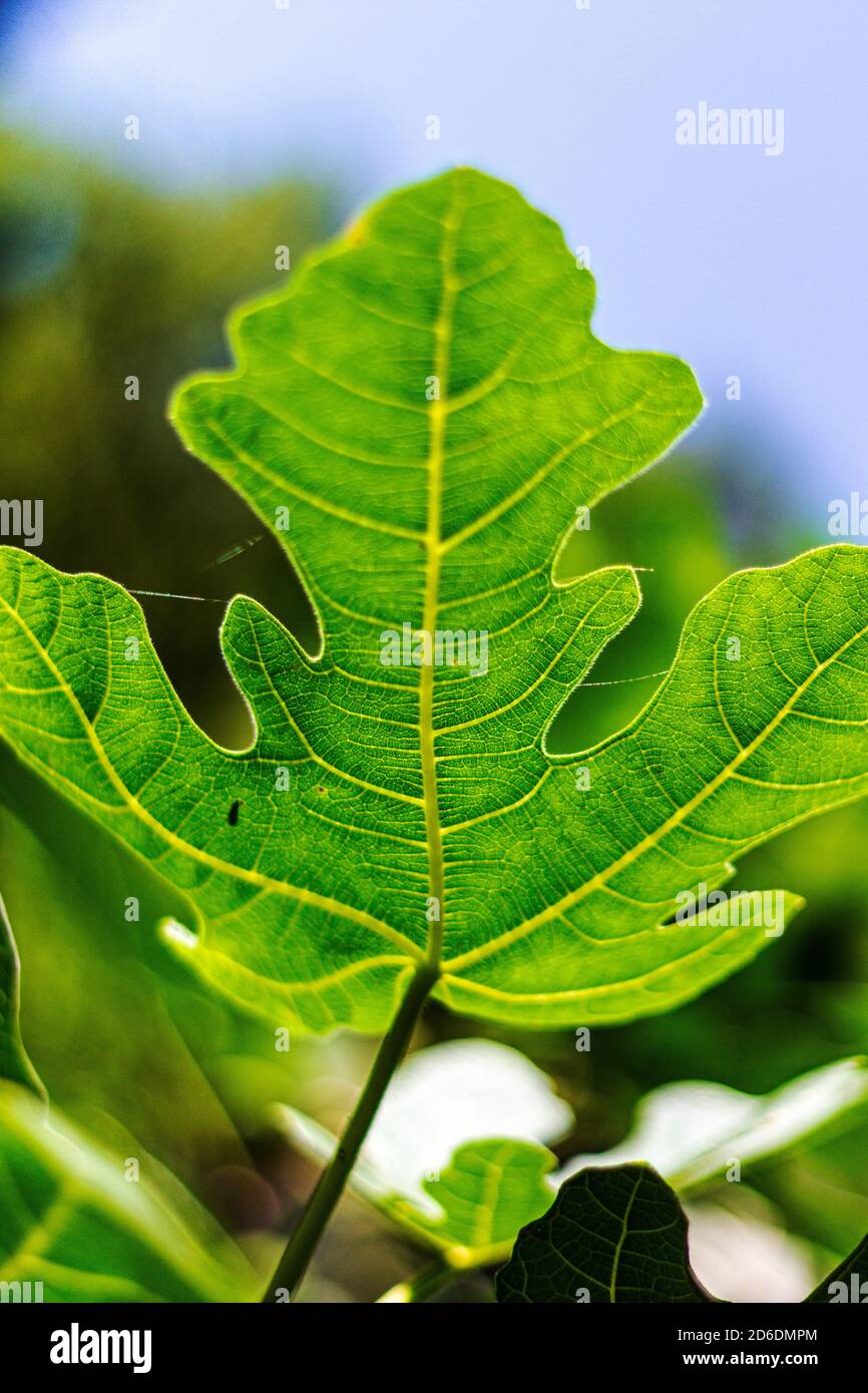 A close-up shot of the leaf of a fig tree (Ficus carica) reveals its ...