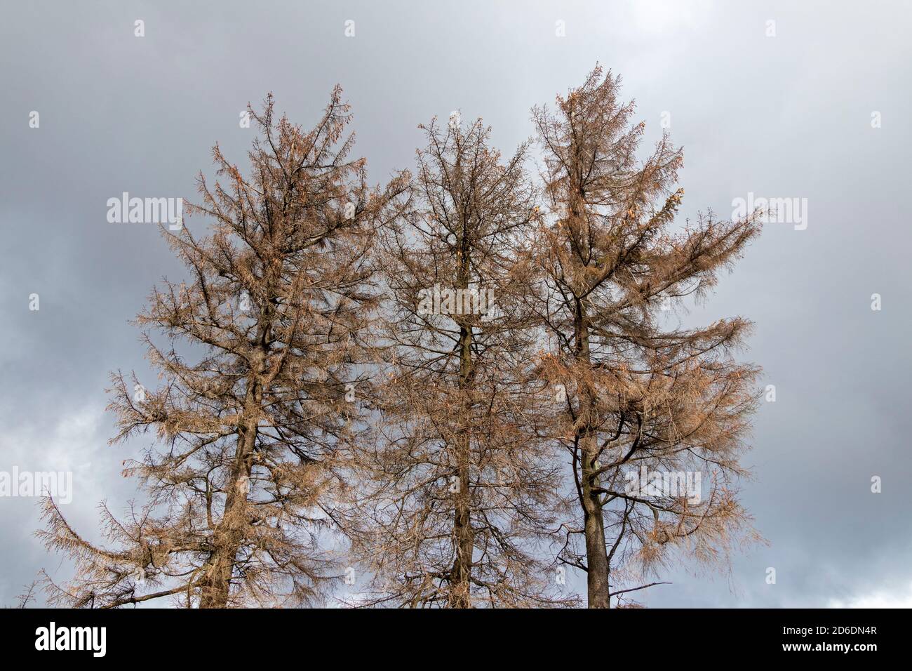 Dead conifers hi-res stock photography and images - Alamy