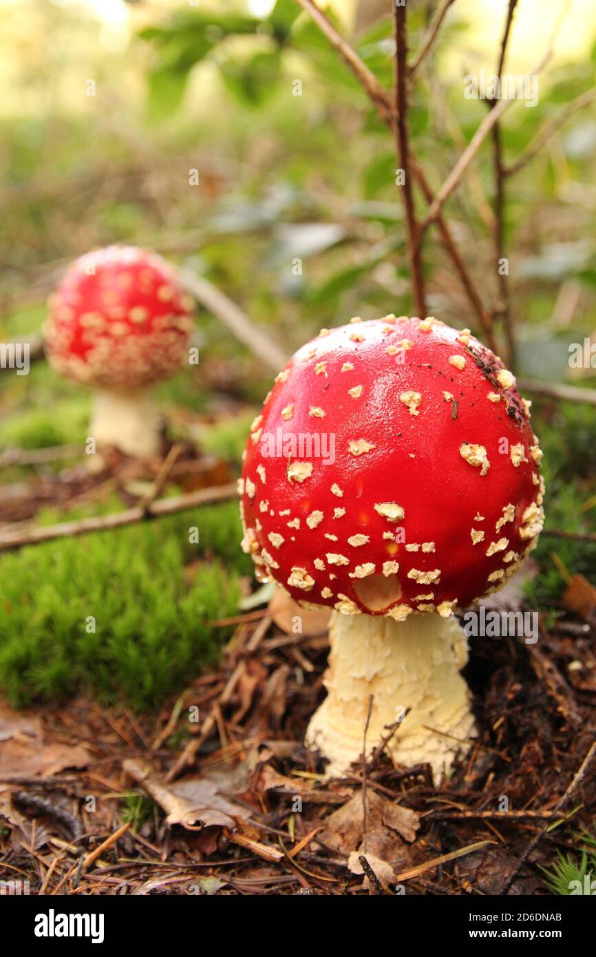 Amanital hi-res stock photography and images - Alamy