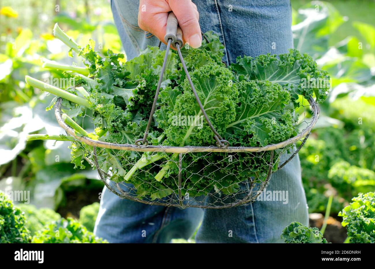 Brassica oleracea 'Dwarf Green Curled'. Freshly picked curly kale grown ...
