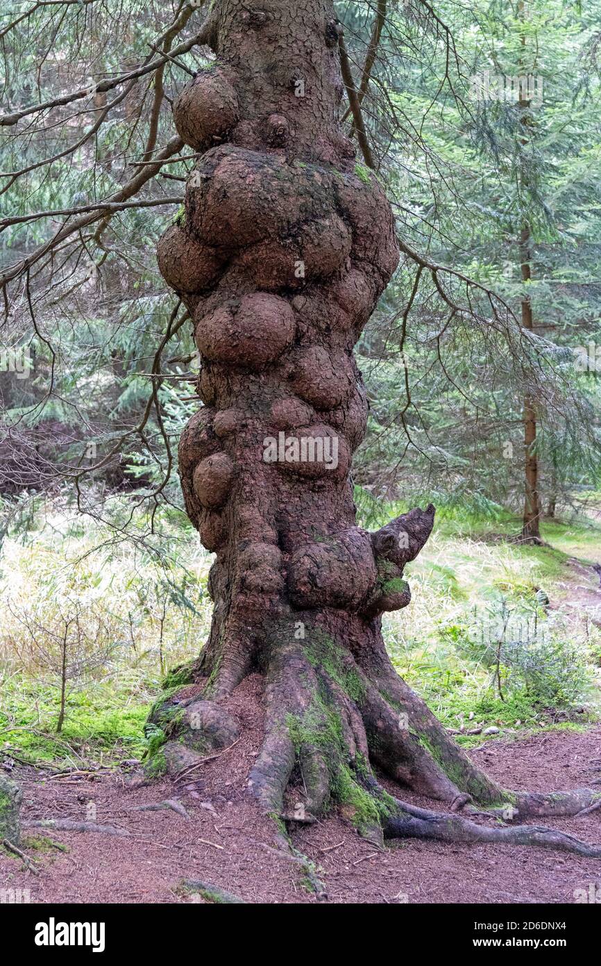 Tree cancer hi-res stock photography and images - Alamy