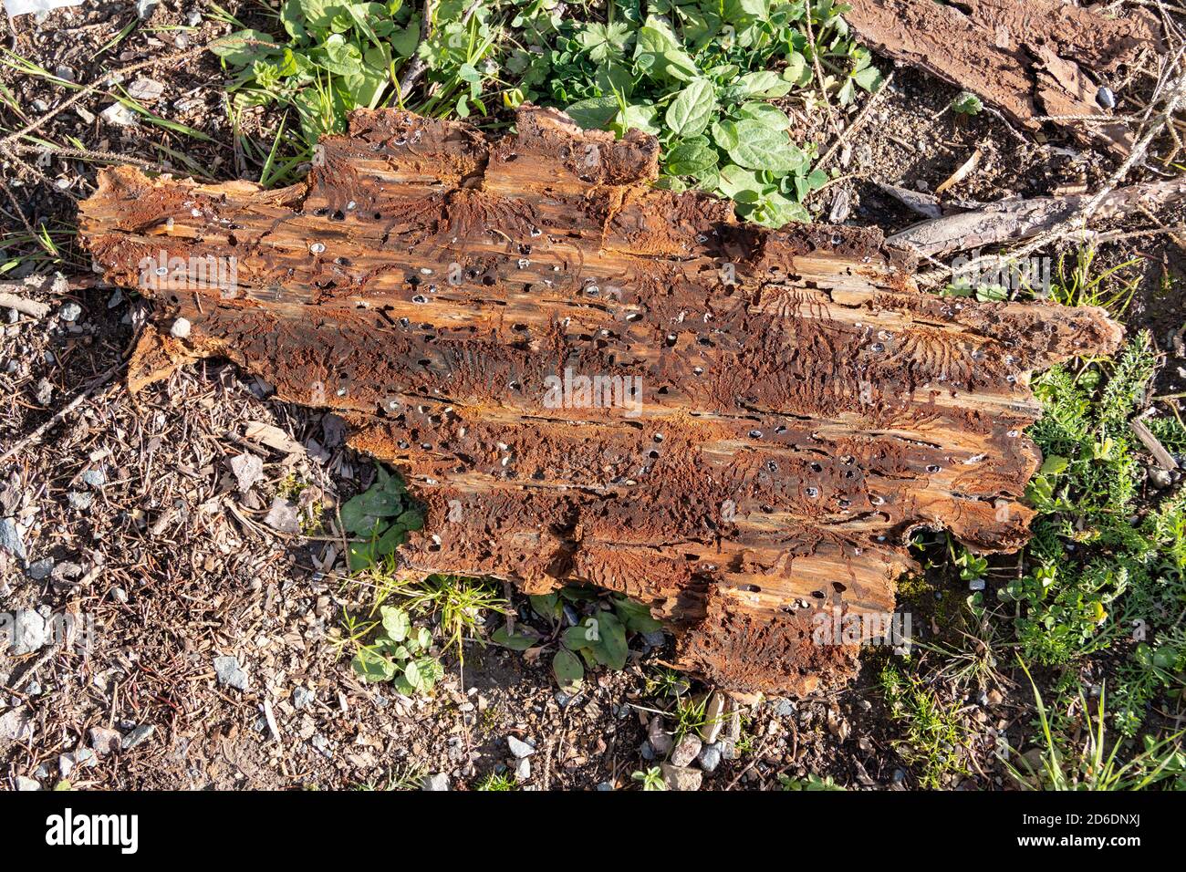 insect holes by bark beetle larvae in a piece of spruce bark, near ...
