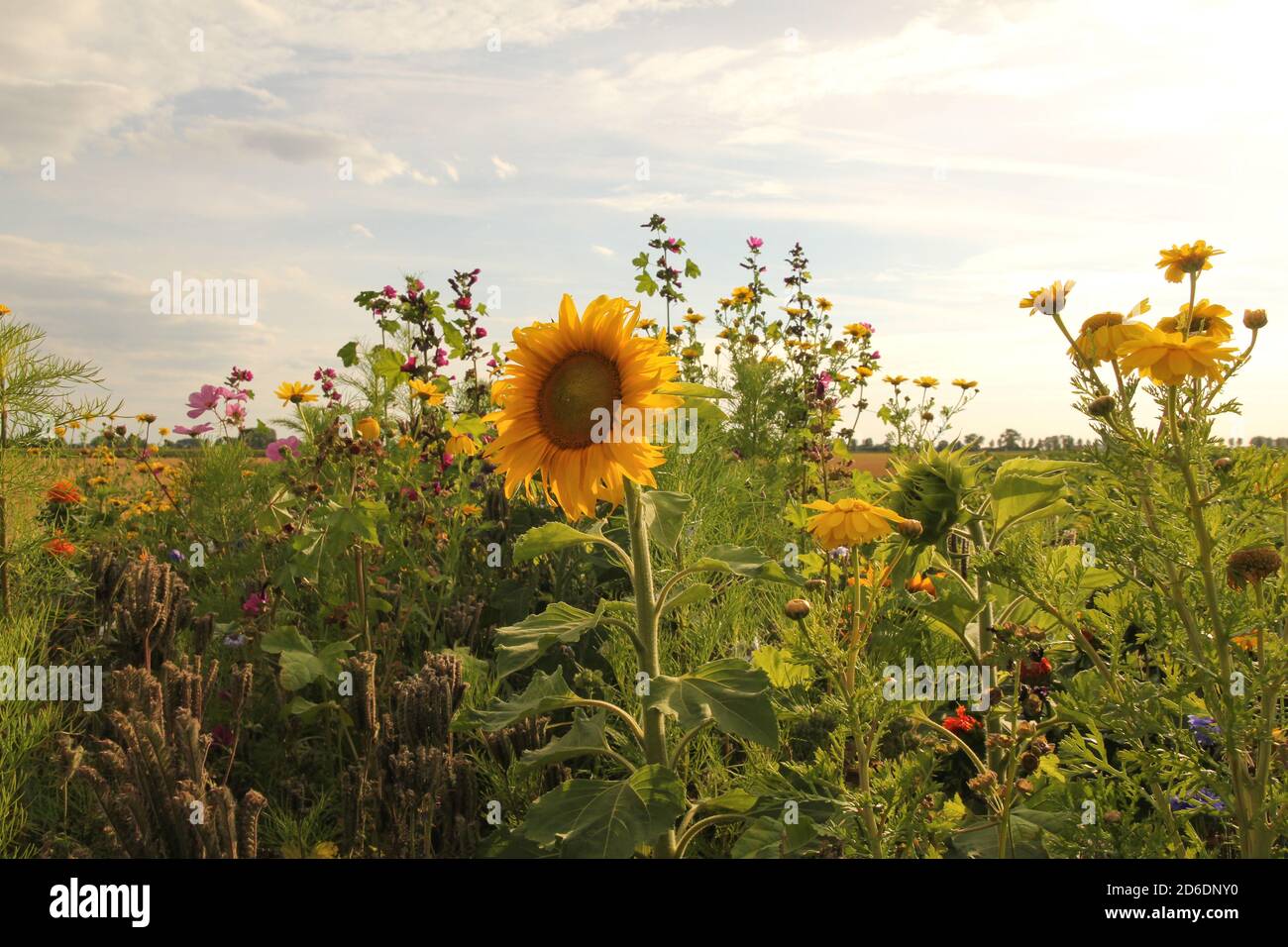 a beautiful field margin with wild flowers as malva, cornflower and ...