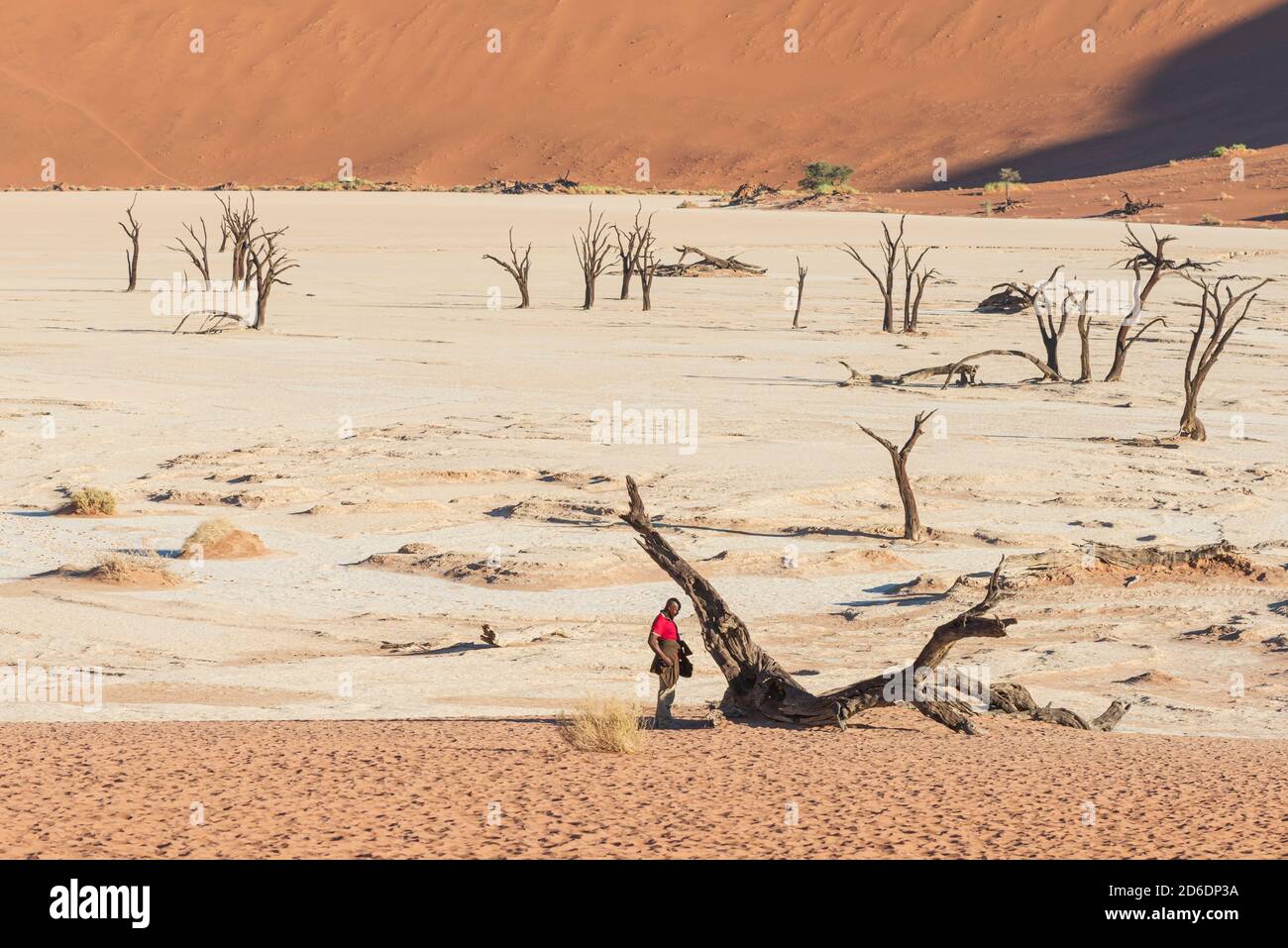 Deadvlei in Namibia: dead camel thorn trees. African guide stands next ...