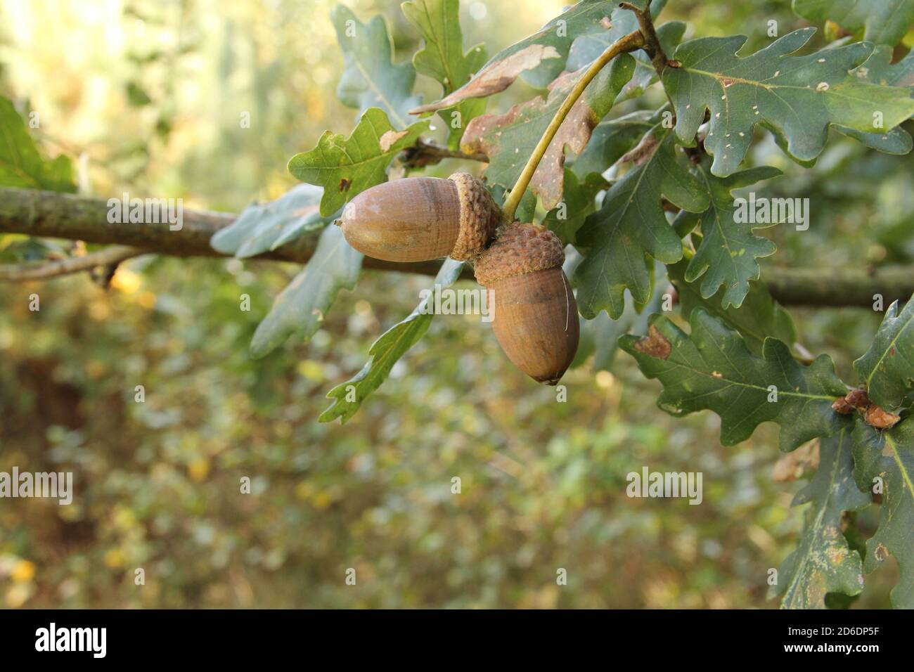 Quercus Laurifolia Acorn
