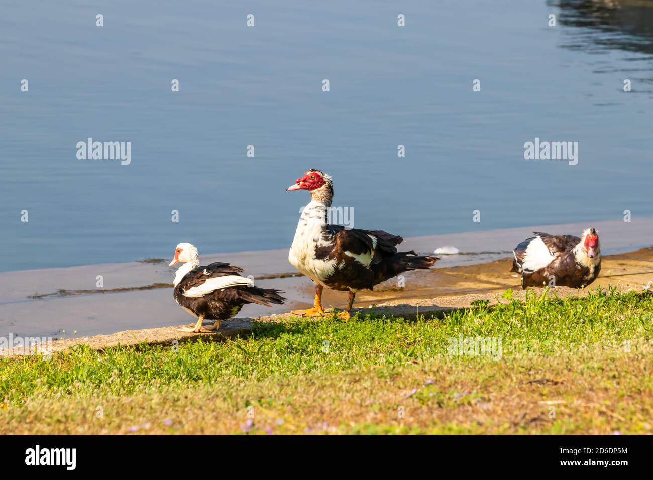 Red faced duck hi-res stock photography and images - Alamy