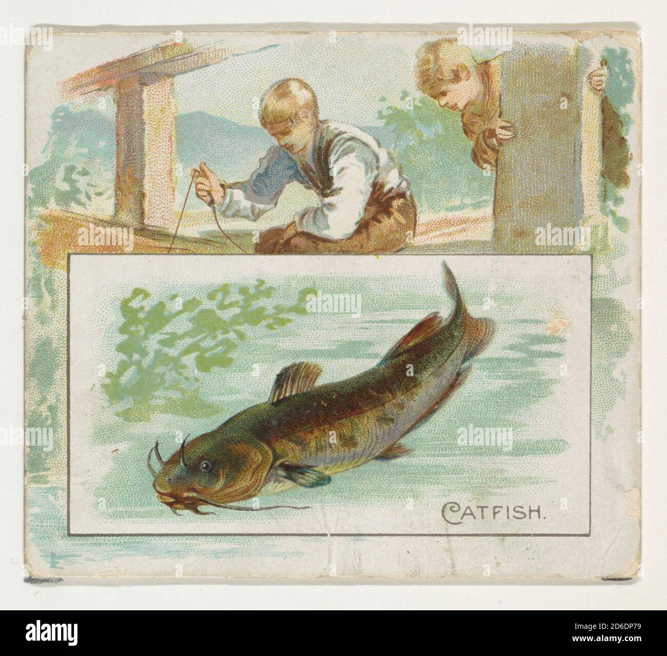Catfish, from Fish from American Waters series (N39) for Allen & Ginter ...