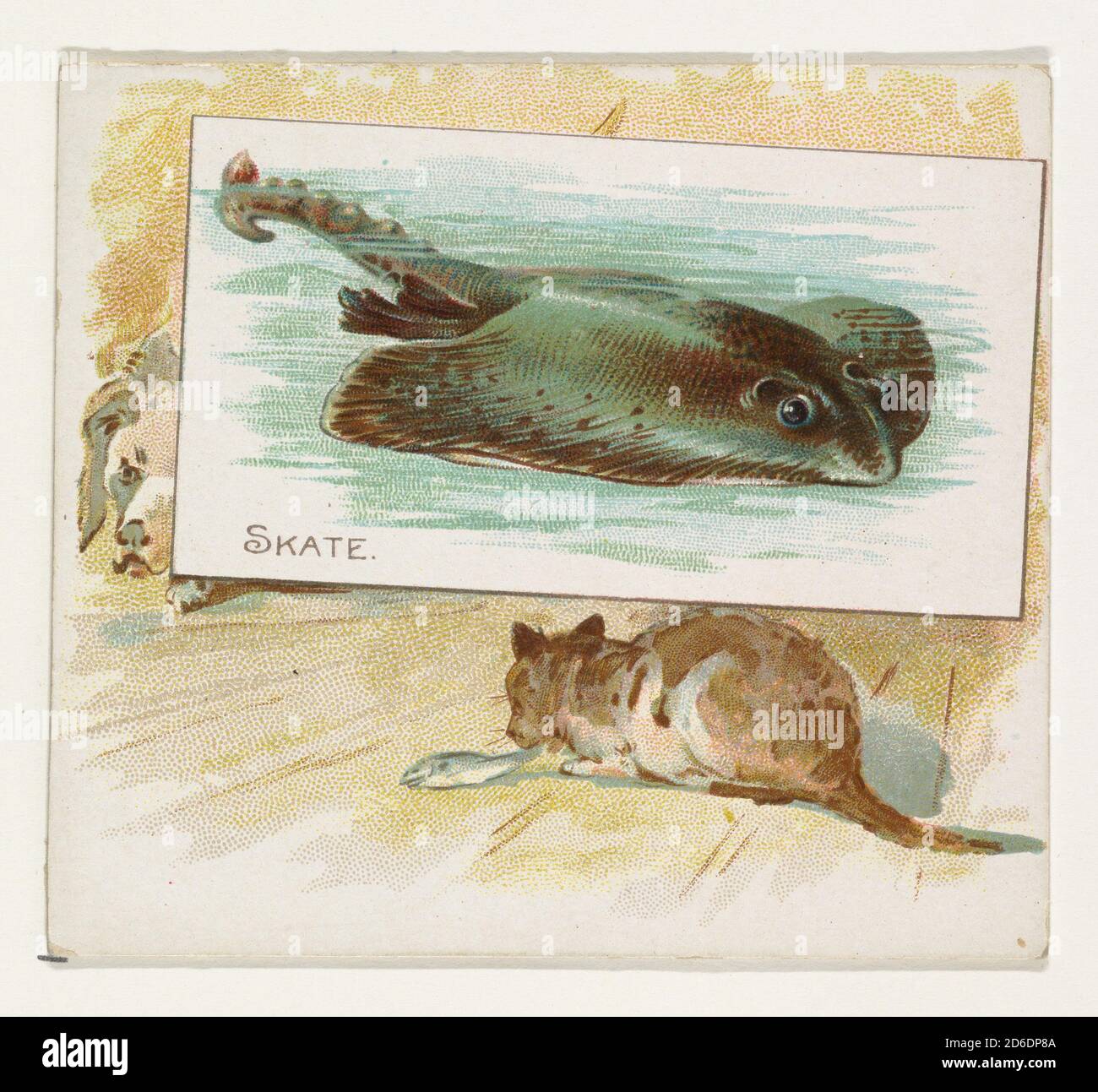 Skate, from Fish from American Waters series (N39) for Allen & Ginter ...