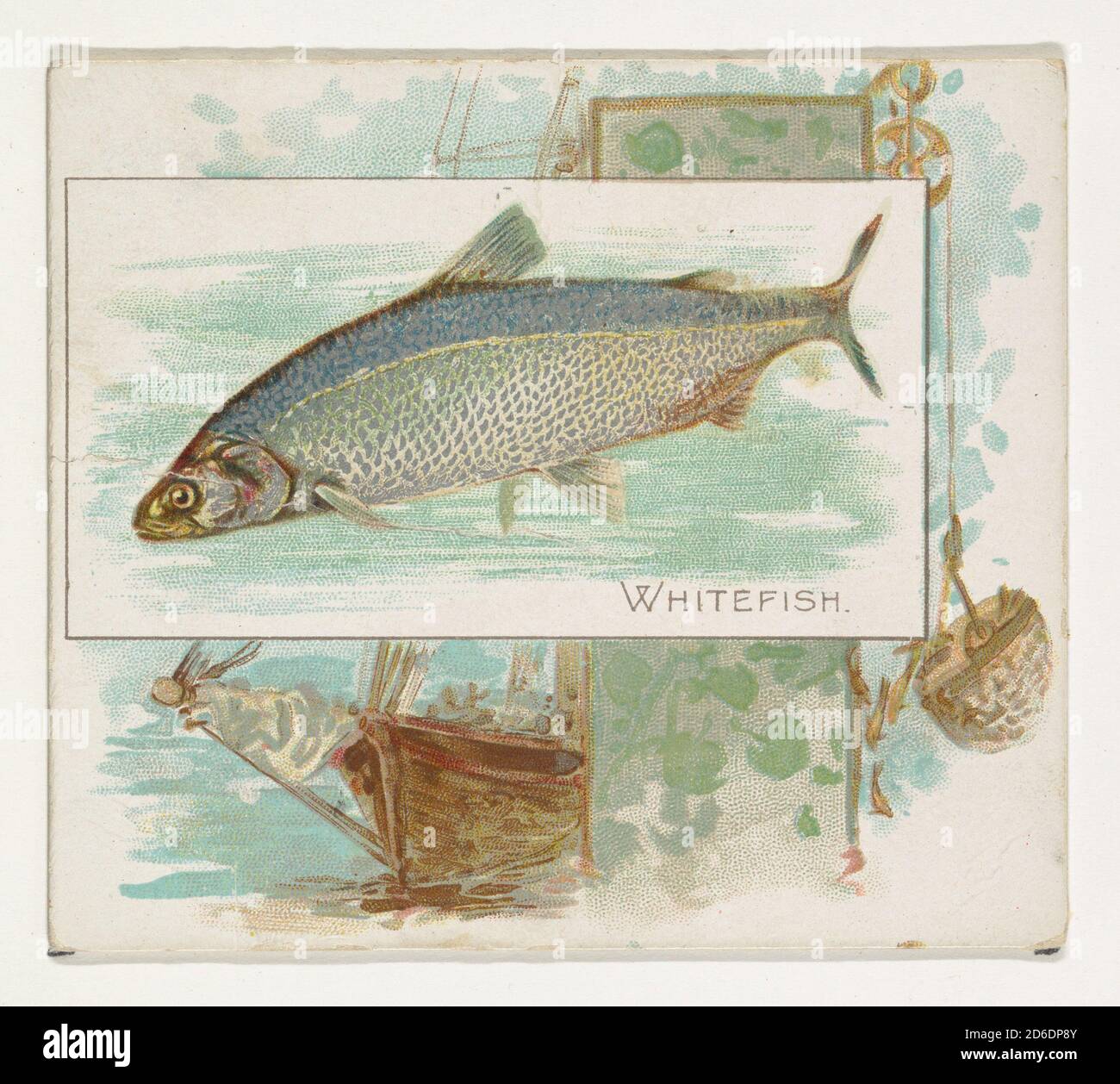 Whitefish, from Fish from American Waters series (N39) for Allen ...