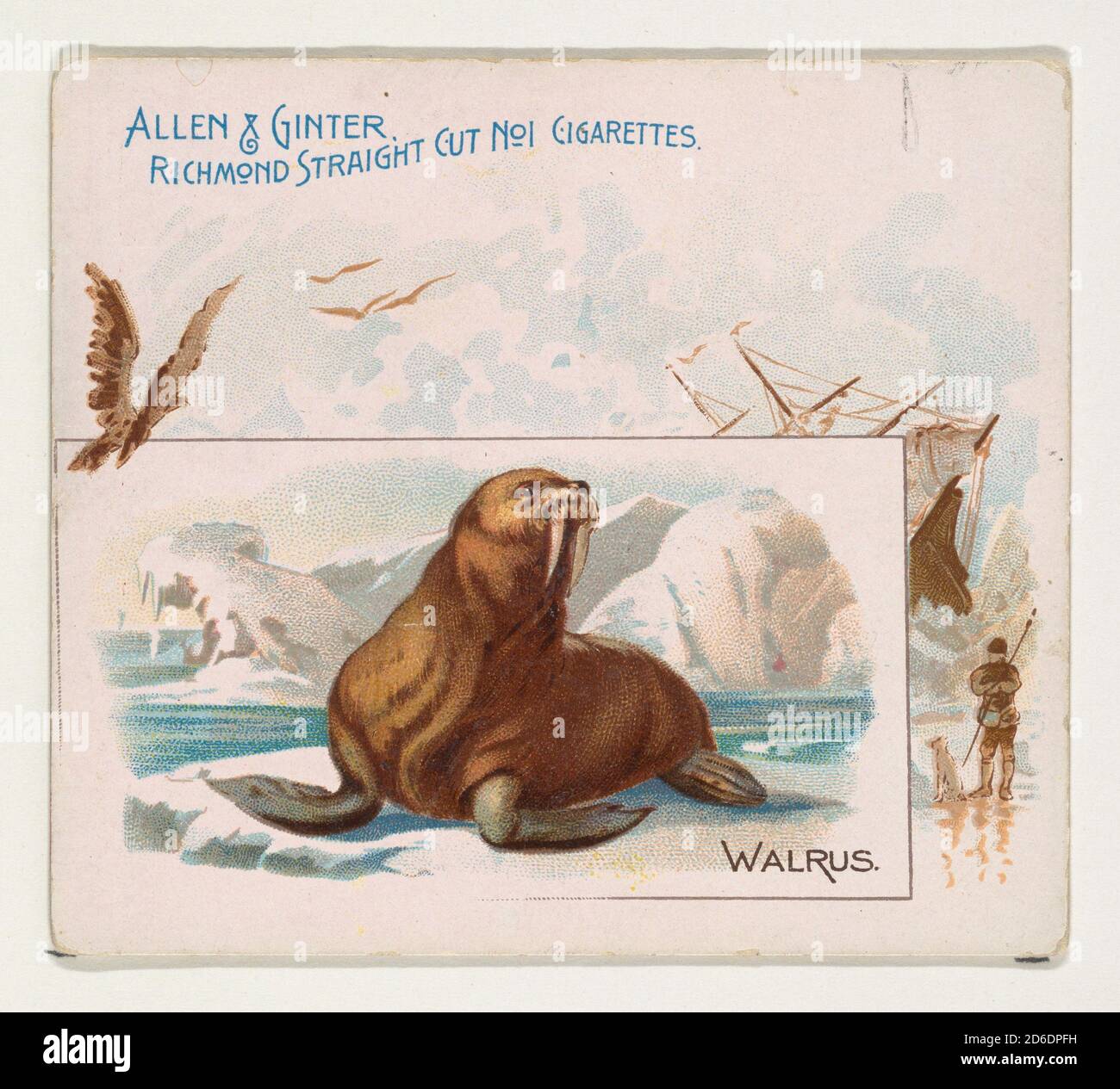 Walrus, from Quadrupeds series (N41) for Allen & Ginter Cigarettes ...