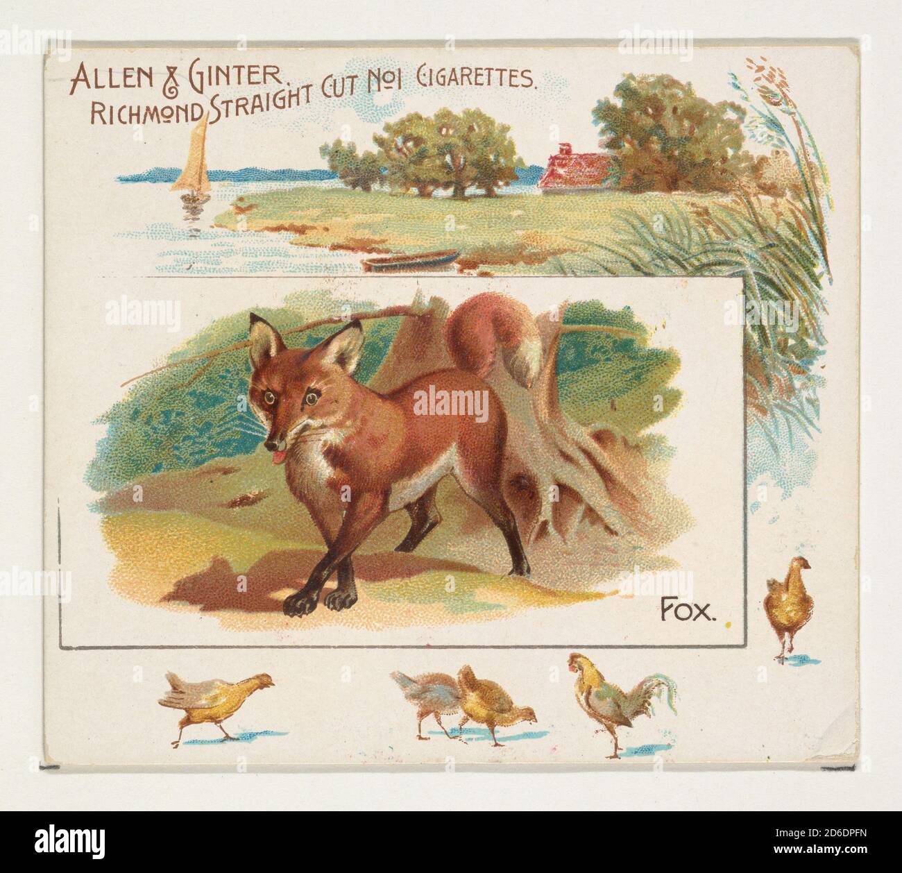 Fox, from Quadrupeds series (N41) for Allen & Ginter Cigarettes, 1890 ...