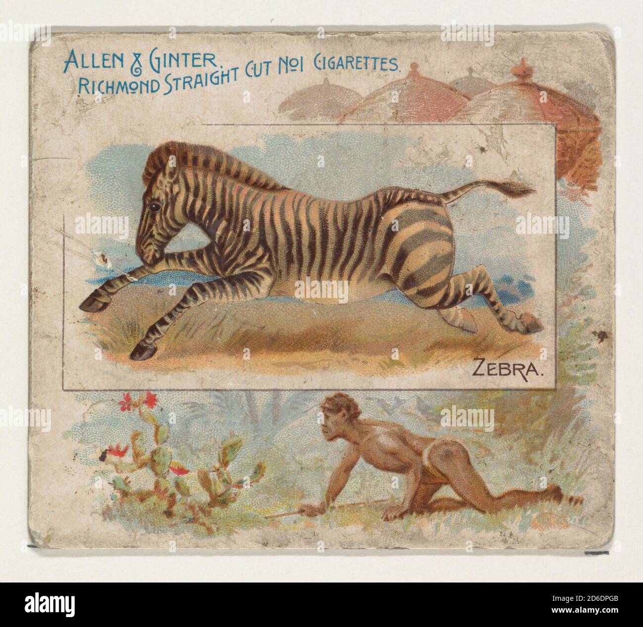 Zebra, from Quadrupeds series (N41) for Allen & Ginter Cigarettes, 1890 ...
