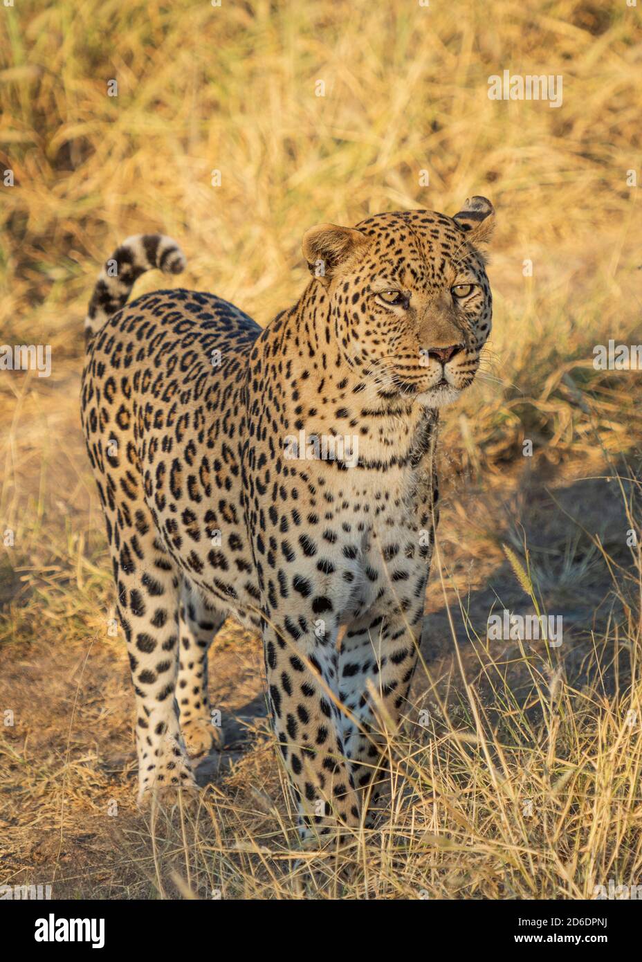 A jeep tour through Namibia, leopard in Etosha National Park Stock ...