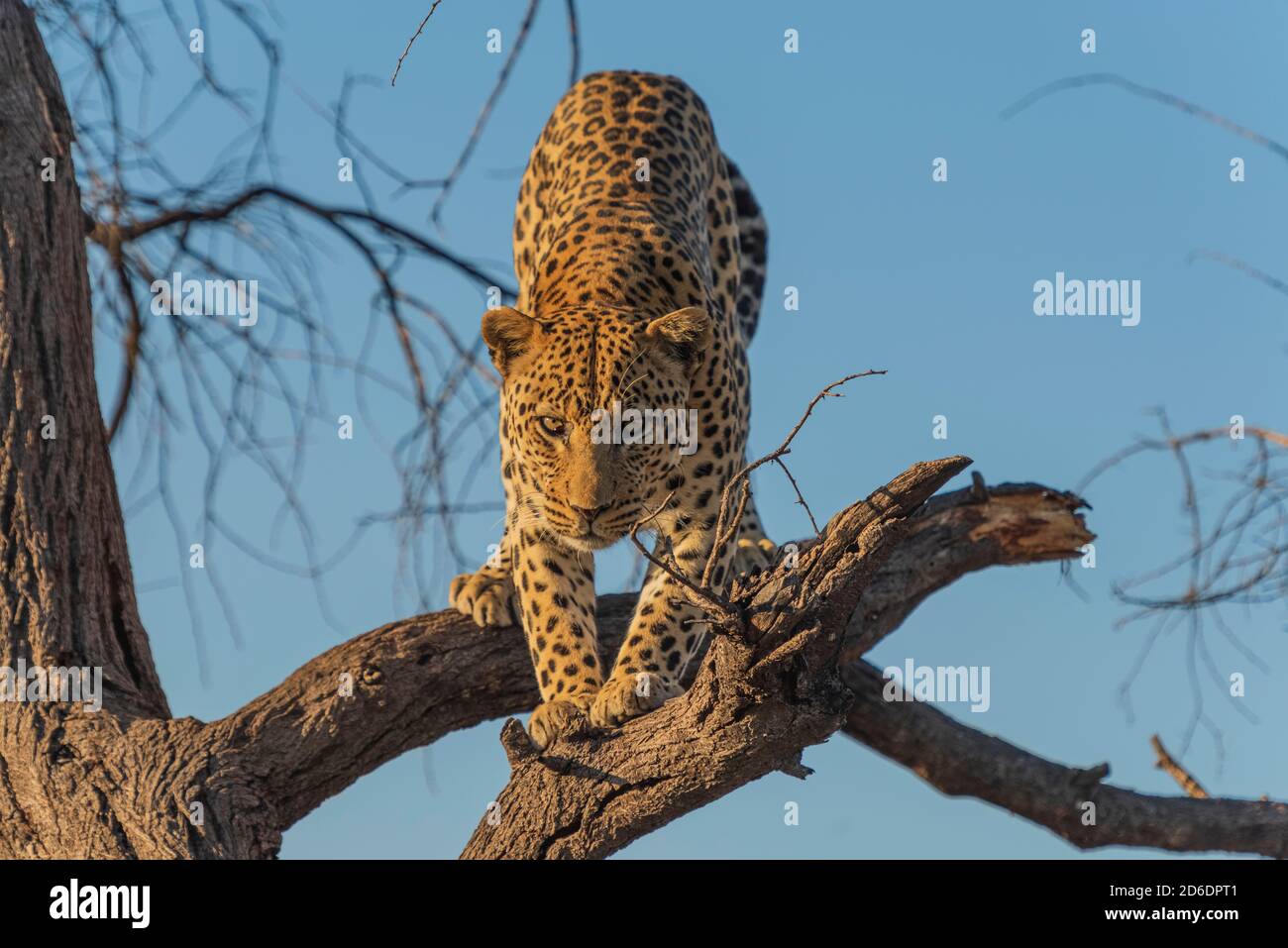 A jeep tour through Namibia, leopard on a tree in Etosha National Park ...