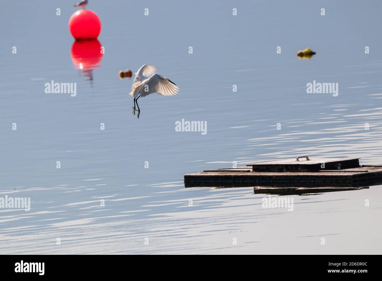 View Over Great White Heron (Ardea alba) Flying Around the Lake Stock ...