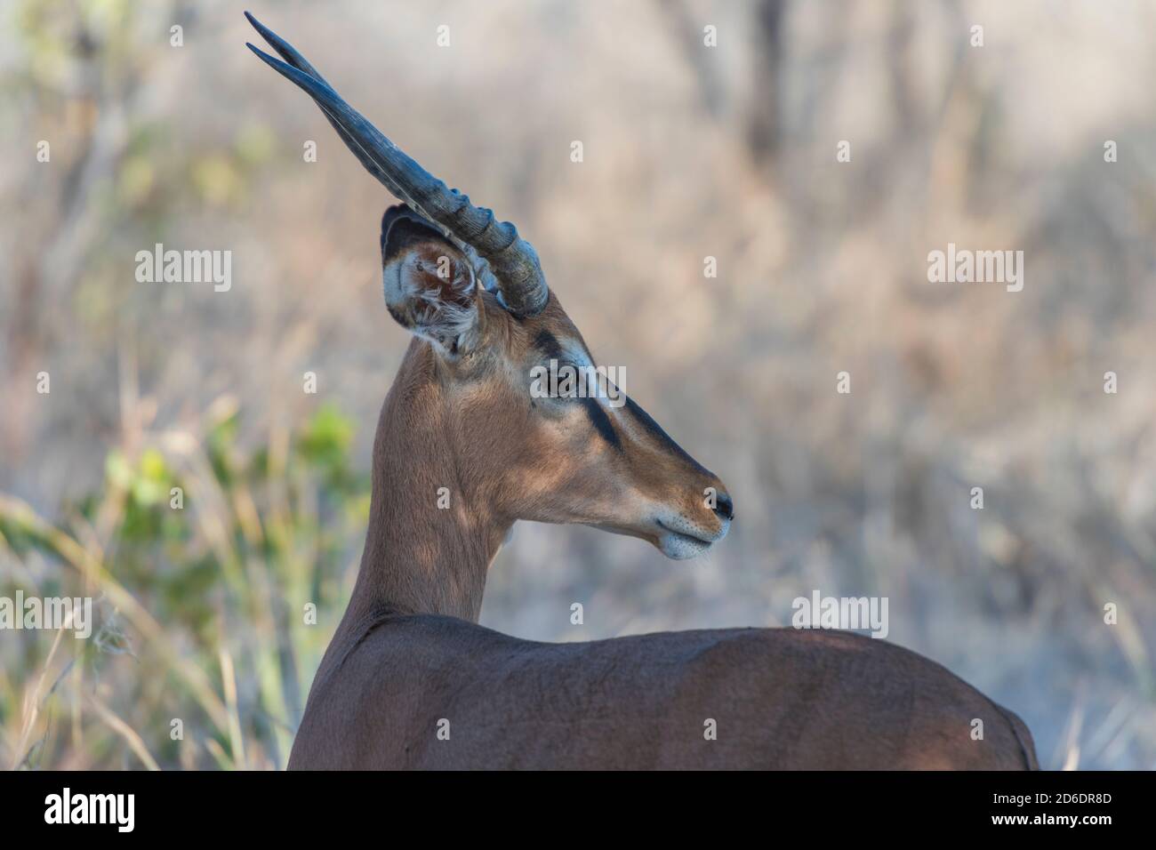 A jeep tour through Namibia, black-nosed impala, side profile Stock ...