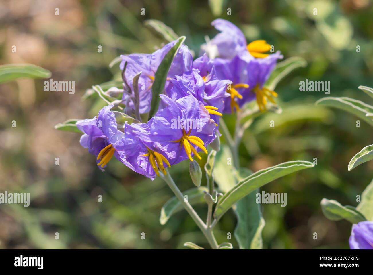 Sticky Nightshade (Solanum sisymbriifolium) Flower Stock Photo - Alamy