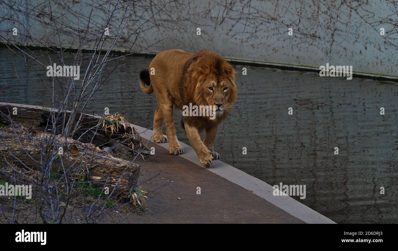 Stuttgart, Baden-Wuerttemberg, Germany - 03/24/2018: Big male asiatic ...