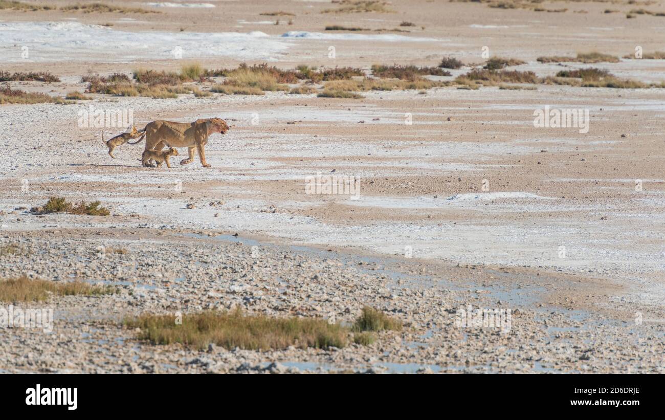 A jeep tour through Namibia, lioness has brought her pups to eat a torn ...
