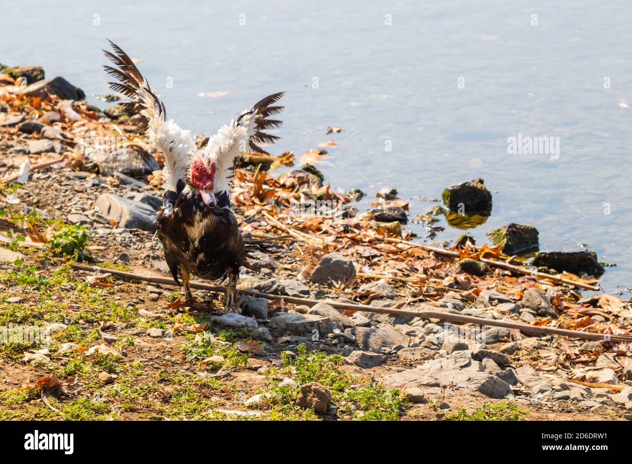 Musky duck hi-res stock photography and images - Alamy