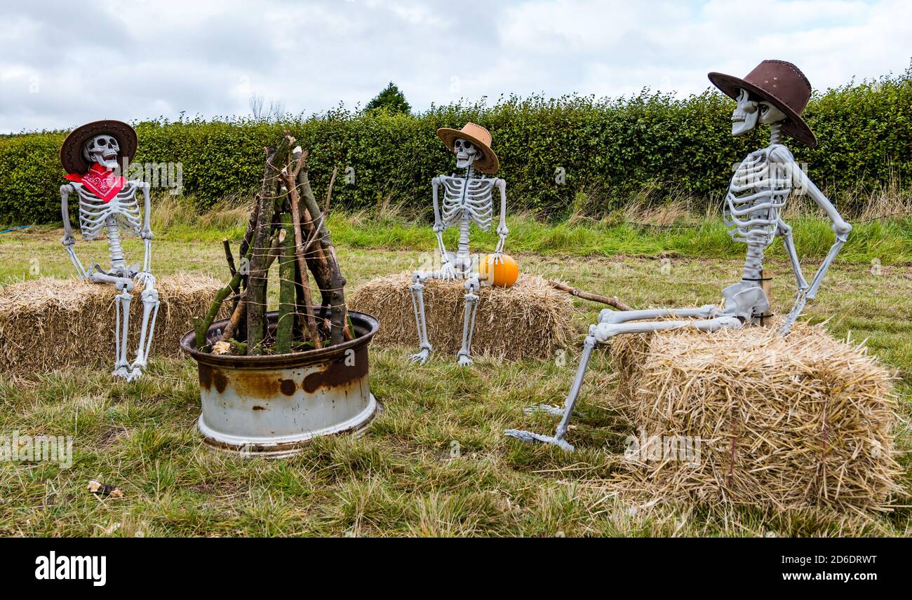 East Lothian, Scotland, United Kingdom, 16th October 2020. Pumpkin ...