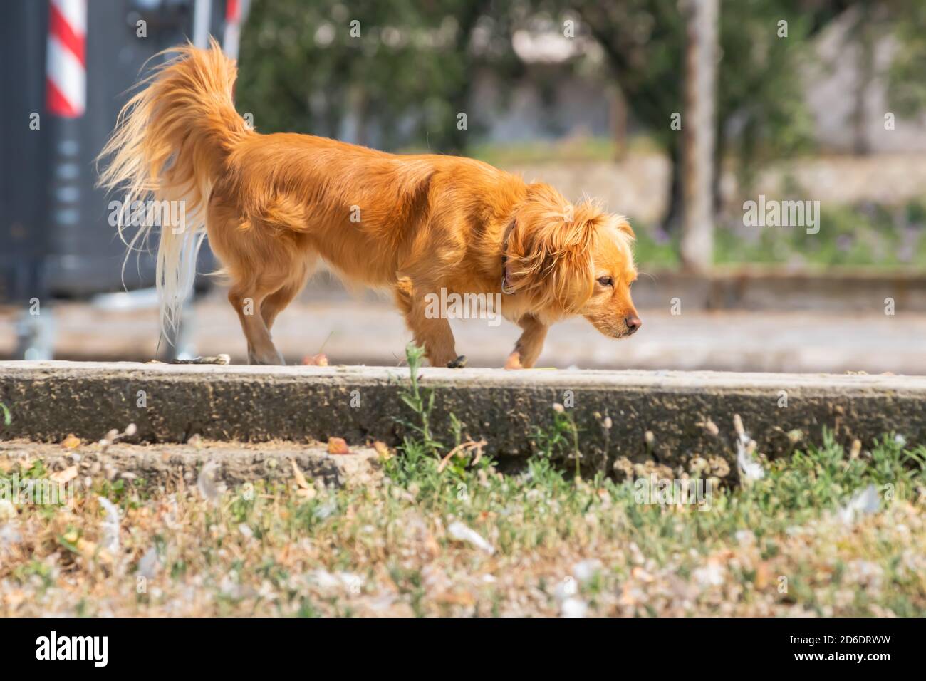 Of orange dog hi-res stock photography and images - Alamy