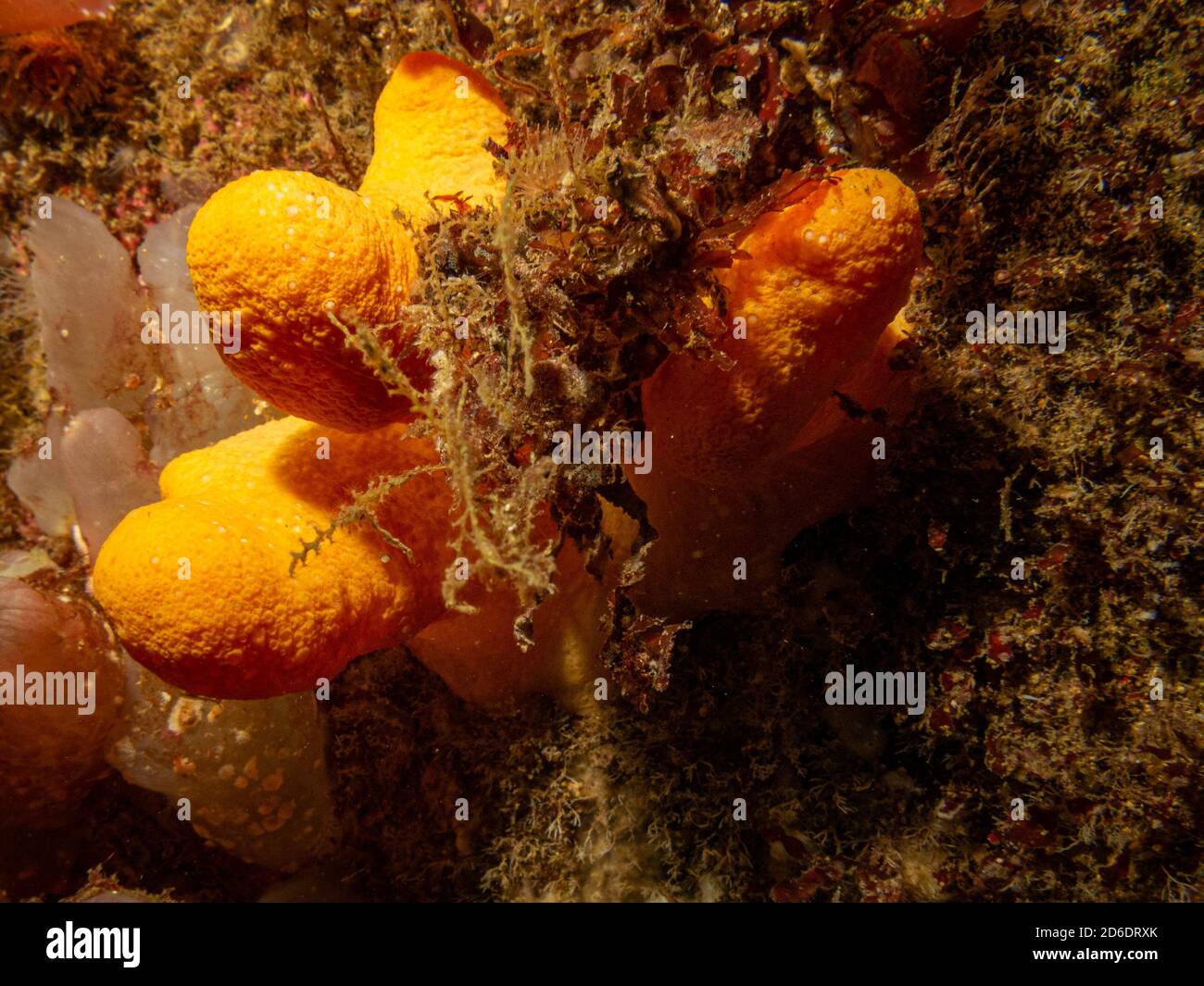 A closeup picture of the soft coral dead man's fingers or Alcyonium ...