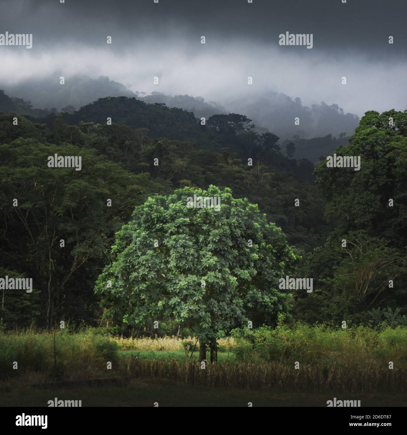 Tropical forests in Costa Rica in the foreground an isolated tree in ...