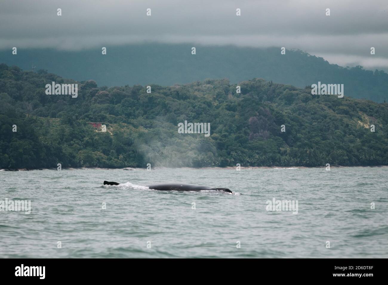 Humpback whales off the Costa Rican Pacific coast near Playa Ballena ...
