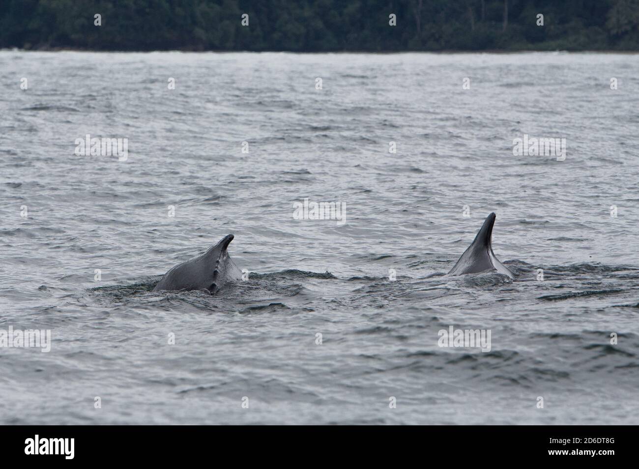 Humpback whales off the Costa Rican Pacific coast near Playa Ballena ...