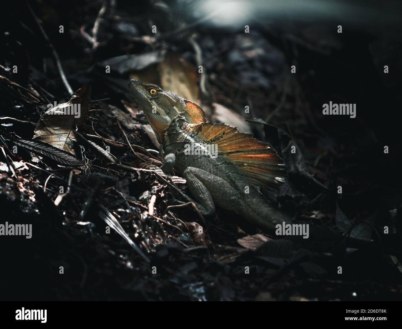 Menacing dragon lizard in the Piedras Blancas National Park in Costa ...