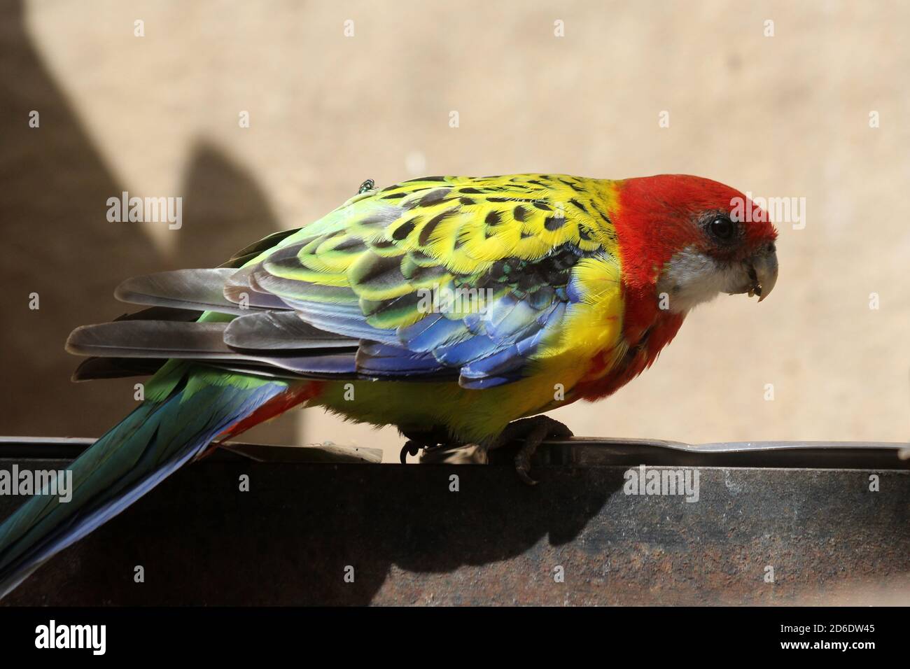 Rosella sittich hi-res stock photography and images - Alamy