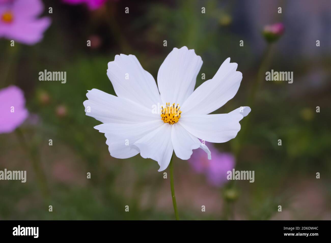 Mexican aster cosmos bipinnatus hi-res stock photography and images - Alamy