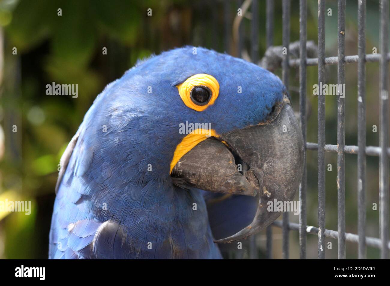 Hyazinthara hi-res stock photography and images - Alamy