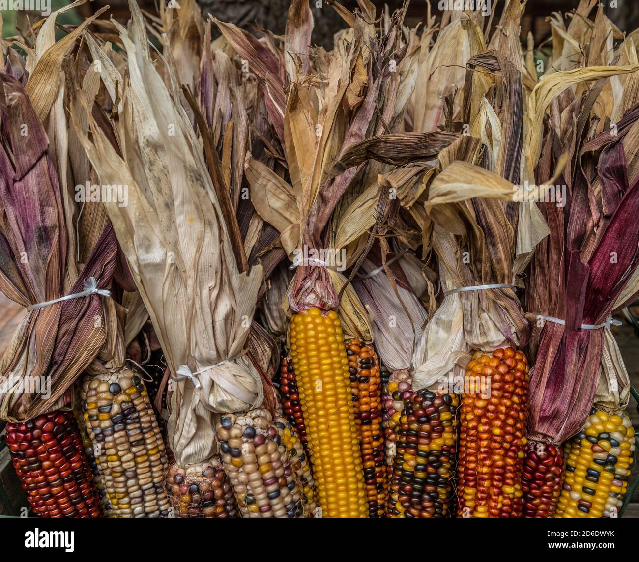 Variegated indian corncob hi-res stock photography and images - Alamy